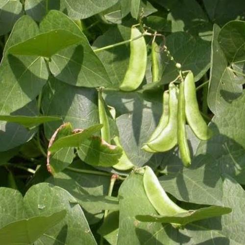 Jual Bibit tanaman kacang kratok (Kacang roay) Pohon rambat kacang ...