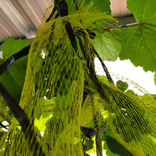 Jual polynet, waring, jaring buah, brongsong lengkeng, eceran per 1 ...