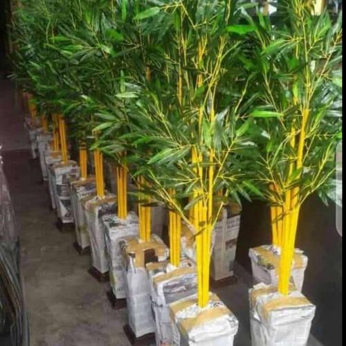 Jual Bambu Kuning tanaman hias murah - Jakarta Pusat - Melda Putri ...