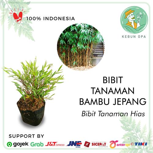 Jual Tanaman Bambu Jepang (Japanese Arrow Bamboo) Bambu Mini / Micro ...