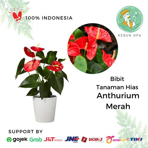 Jual Bibit Tanaman Hias Hidup Indoor Bunga Anthurium Mini Merah - Kota ...