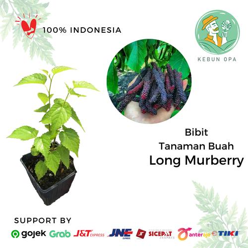 Jual Bibit Tanaman Buah Sweet Long Mullberry / Long Murbei Tanaman ...