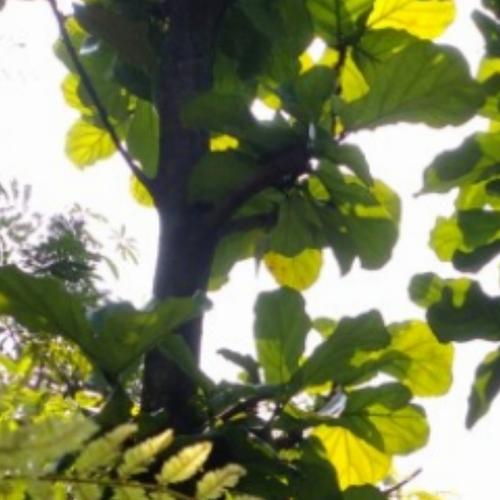Jual pohon ketapang biola cantik tinggi 4 meter batang besar - Kab ...