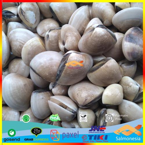 Jual Promo Kerang Tahu Segar Bersih / Kerang Kepa Fresh 1 Kg Murah ...