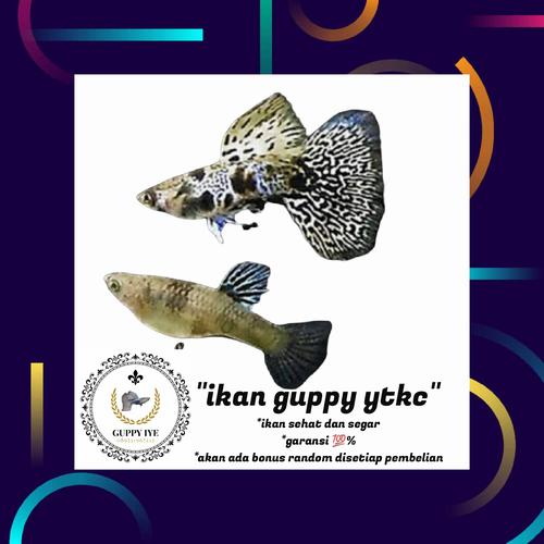 Jual ikan guppy yellow tiger king cobra YTKC sepasang hias aquarium - sepasang - Kota Depok ...