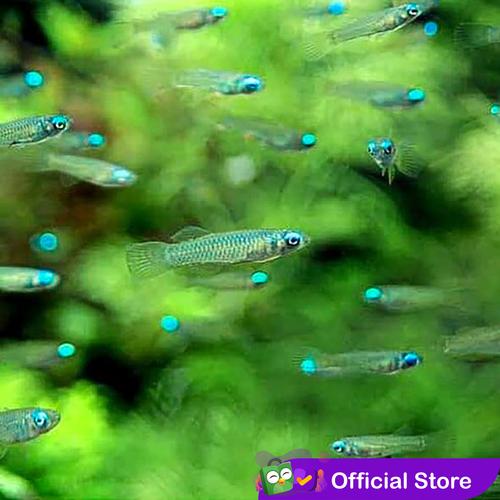 Jual Blue Eye Tetra / Blue Eyes / Mata Biru / Ikan Hias Aquascape ...