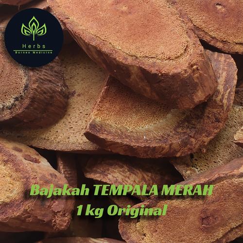 Jual Bajakah-bajaka-Akar Bajakah/kayu bajakah [TEMPALA MERAH] Cacahan ...