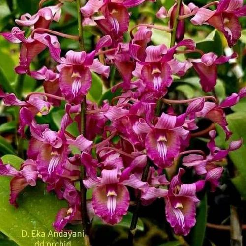 Jual Anggrek dendrobium eka andayani bunga merah bukan bulan - Kota ...