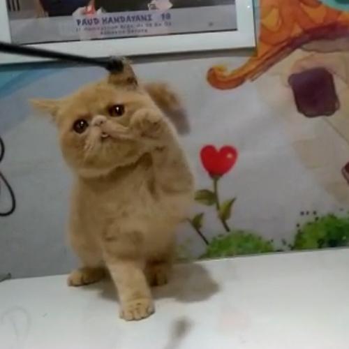 Jual KUCING PEAKNOSE EXOTIC SHORT HAIR BSH SCOTTISH - Jakarta Selatan ...