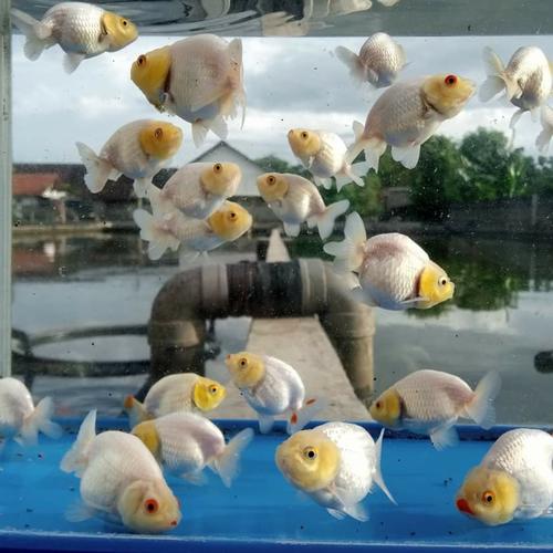 Jual Rancu snow white / ikan mas koki rancu snow white quality - Kota ...