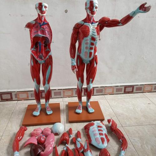 Jual model manusia otot // torso manusia otot // manekin manusia otot ...