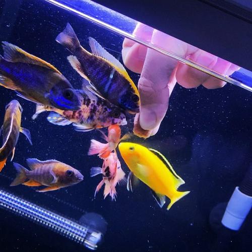 Jual peacock (d'children cichlid) - kadango - Jakarta Utara - d ...