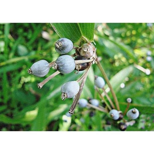 Jual BUAH HANJELI /20 BIJI HANJELI BISA UNTUK BIBIT DAN KERAJINAN BUAH ...