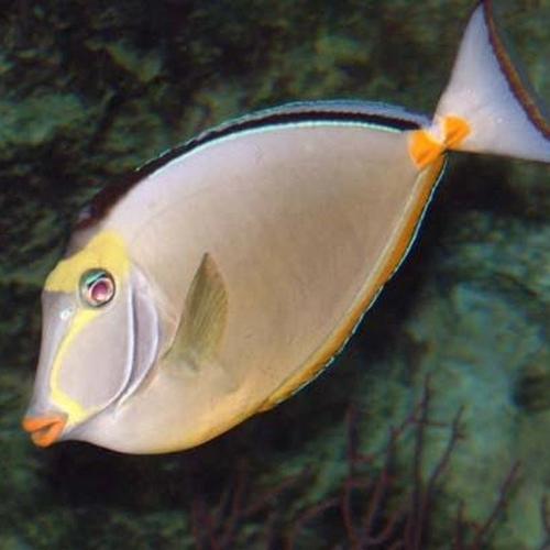 Jual ikan hias air laut - naso asli - botana unicon - Jakarta Selatan ...