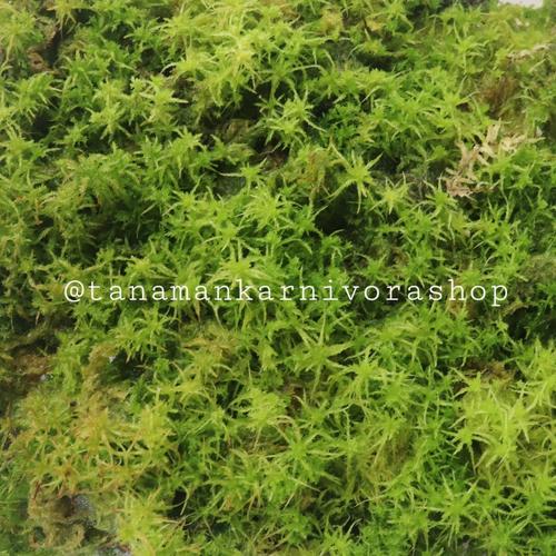 Promo Sphagnum Spagnum Moss Lumut Hidup Media Paludarium Terrarium Vivarium 10 Gram Kota