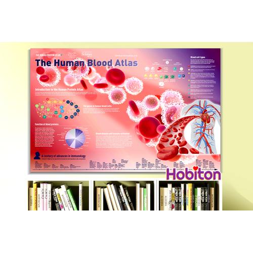 Jual Blood Human Atlas Anatomi Sel Darah Poster Edukasi Sains ...