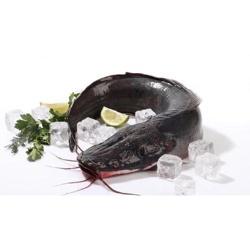 Jual Ikan Lele Segar / Lele Fresh 1kg dibersihkan - Kab. Tangerang ...