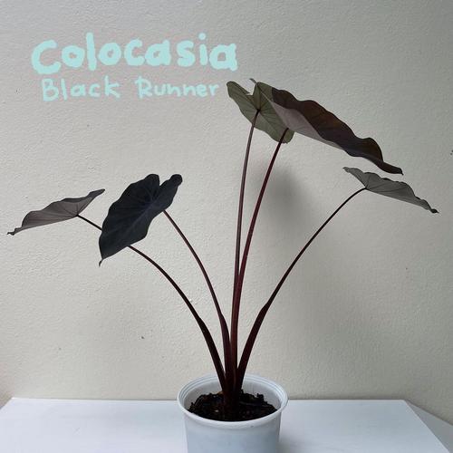 Jual Colocasia Black Runner / mutasi Colocasia black magic - Kab ...