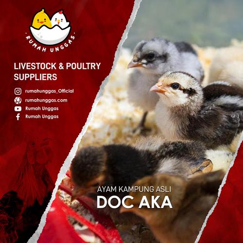 Jual DOC AKA (Bibit Ayam Kampung Asli) - Kab. Bekasi - Rumah Unggas ...