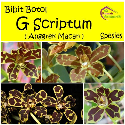 Jual Bibit Botol Grammatophyllum Scriptum anggrek macan spesies g ...