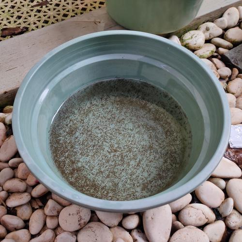 Jual encu jentik nyamuk - Kota Tangerang Selatan - pakan ikan tangerang ...