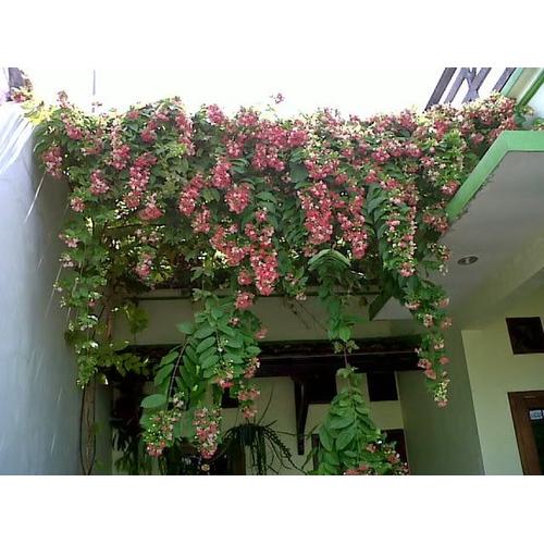 Jual Pohon Bunga Melati Belanda Merah super wangi Tanaman Rambat ...