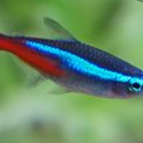 Jual ikan neon neon Tetra neon cardinal ikan hias aquarium ikan ...