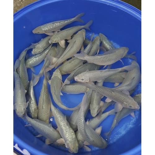 Jual Koi penjinak saragoi - Kab. Bogor - Distributor koi blitar | Tokopedia