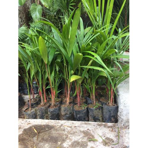 Jual Palem Pinang Merah / Bibit Pohon Palm merah - Kota Malang - Kebun ...