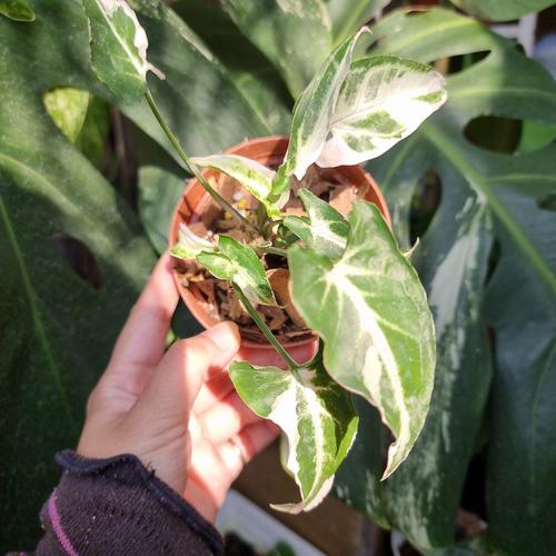Jual Syngonium T25 asli variegata tembus - Jakarta Barat - Primrose ...