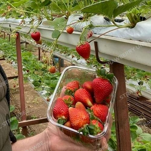 Jual bibit strawberry korea - Kab. Purwakarta - STRAWBERRY UNGGUL ...