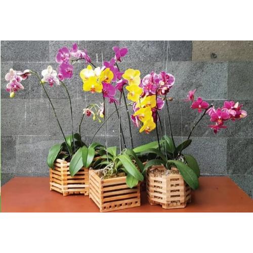 Jual POT ANGGREK KAYU 45 cm pot kayu anggrek vanda gantung tanaman hias ...