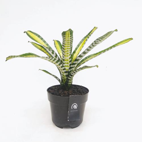 Jual Aechmea Chantinii 'Samurai' - Tanaman Hias koleksi / bromelia ...