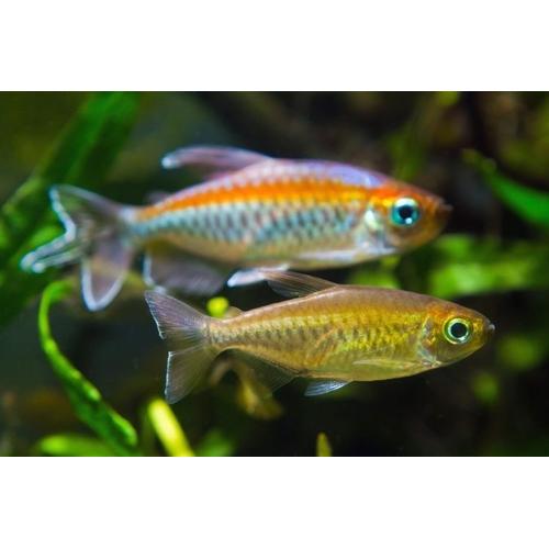 Jual Ikan hias congo tetra aquascape congo tetra fish - Jantan - Kab ...
