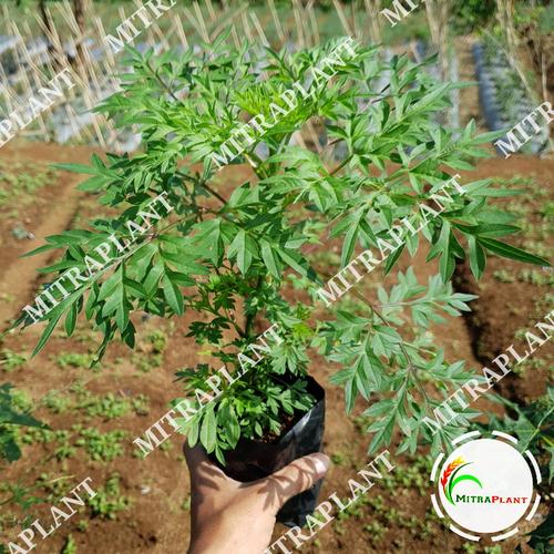 Jual Bibit Tanaman Daun Kenikir - Pohon Ulam Raja/Ramidang - Tanaman ...