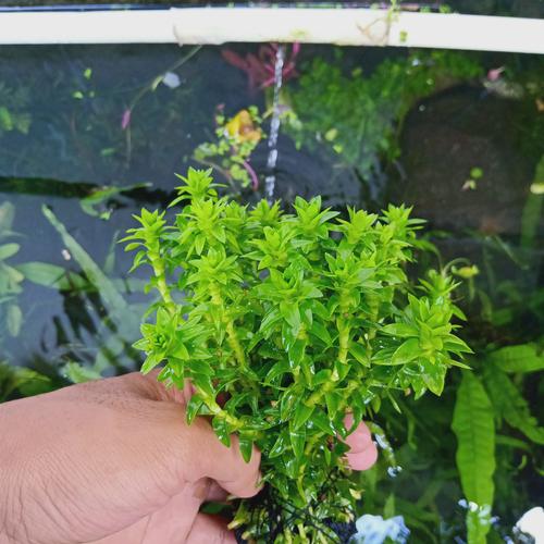 Jual tonina sp aquascape - Kota Bogor - SANTRI AQUASCAPE | Tokopedia