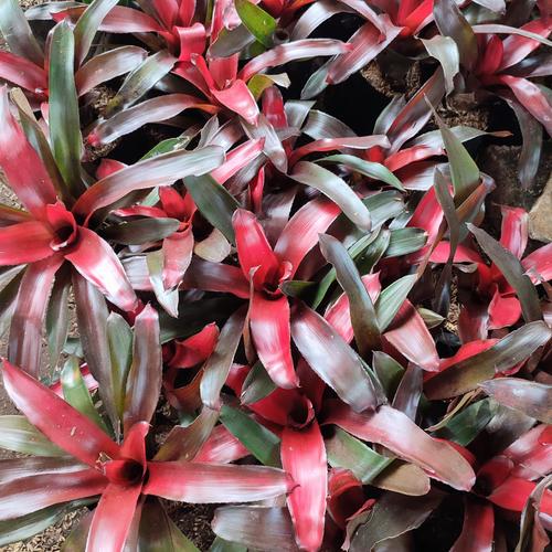Jual tanaman hias bromelia merah - bromel merah - bromelia - Kab. Bogor ...