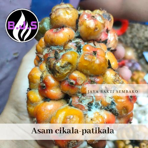 Jual asam cikala cekala patikala 1kg - Jakarta Timur - Jaya bakti ...