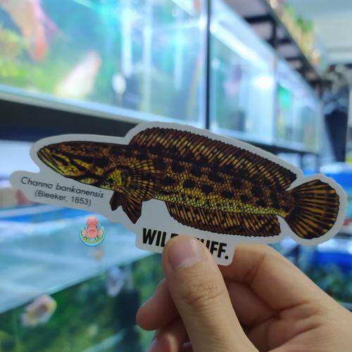 Jual Sticker CHANNA BANKANENSIS Wild Stuff - Kota Jambi - WWseries ...