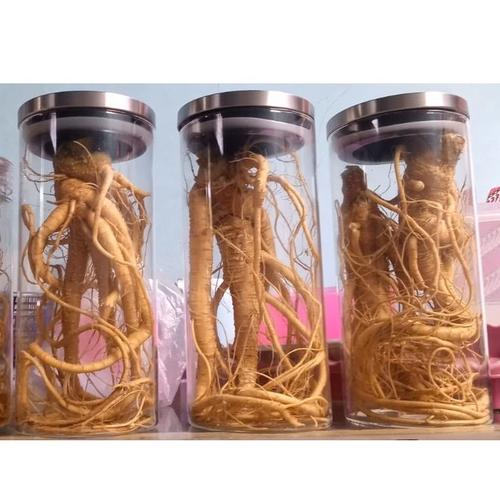 Jual ginseng merah korea Jumbo - Kab. Wonosobo - GingsengMerah | Tokopedia