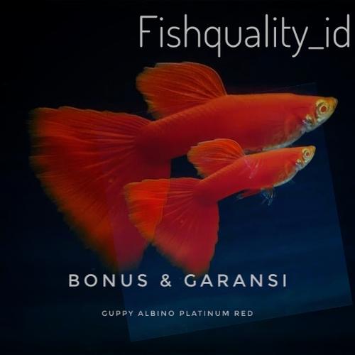 Jual ikan guppy platinum red/ikan hias air tawar - betina - Kota Depok - Fishquality_id | Tokopedia