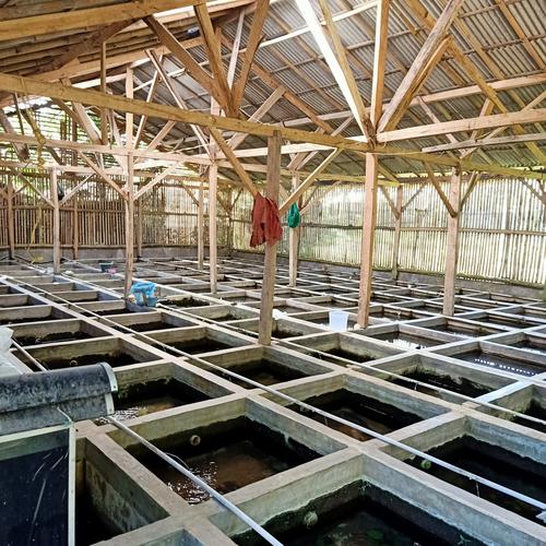 Jual paket PRL PBL grade A aquarium - Kab. Bogor - shrimp bogor | Tokopedia