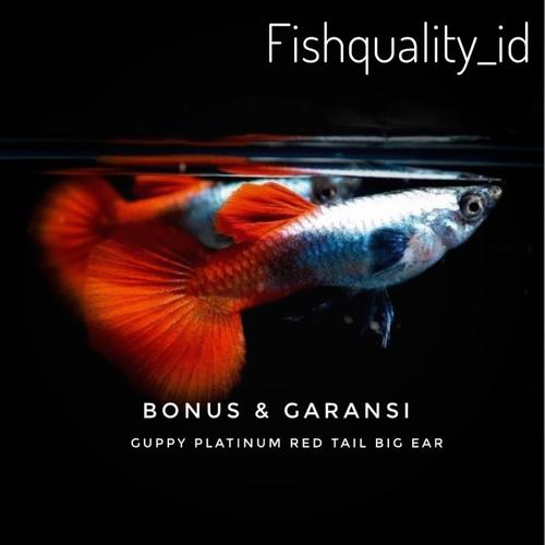 Jual ikan Guppy hias platinum red tail big ear - betina - Kota Depok - Fishquality_id | Tokopedia
