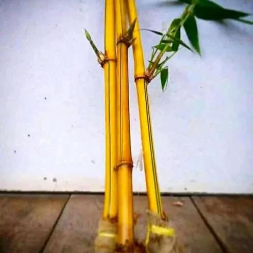 Jual bibit pohon bambu kuning hias, tanaman hias, bambu panda - Kab ...
