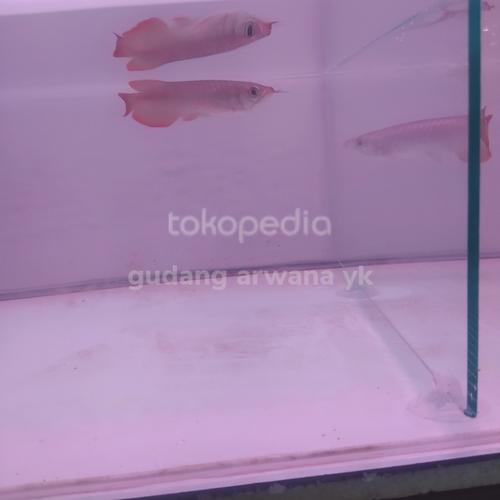 Jual Arwana Super Red 18-20 cm sertifikat dan chip - Kota Bekasi ...