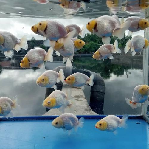 Jual Rancu snow white / ikan mas koki rancu snow white - Kota Tangerang ...