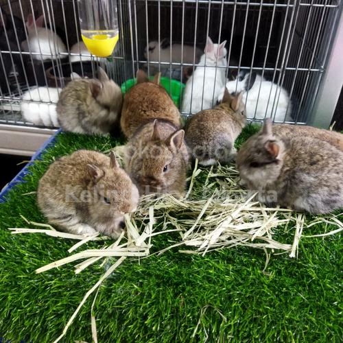 Jual kelinci hias mini netherland dwarf pure - Jakarta Timur - Kelinci ...