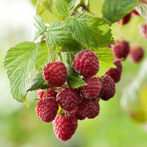 Jual tanaman tanaman buah raspberry merah kaya manfaat - Kota Batu ...