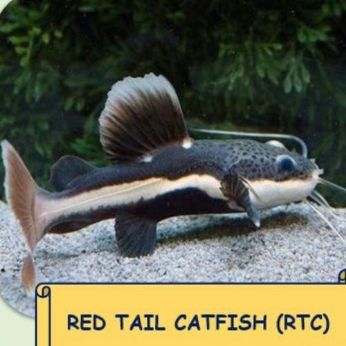 Jual Redtail catfish rtc/Tankmate size -+7cm - Jakarta Timur - Toko ...