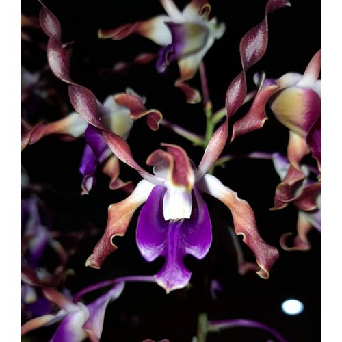 Jual Seedling Anggrek Dendrobium Lasianthera Sepik Blue selfing - Kota ...